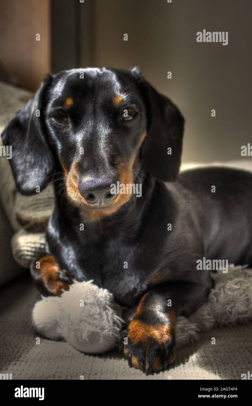 The wonderful breed of the Miniature Dachshund, dog Stock Photo - Alamy
