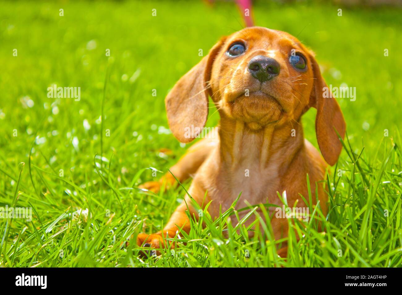 One of the most enjoyable dog breeds, the Miniature Dachshund Stock ...