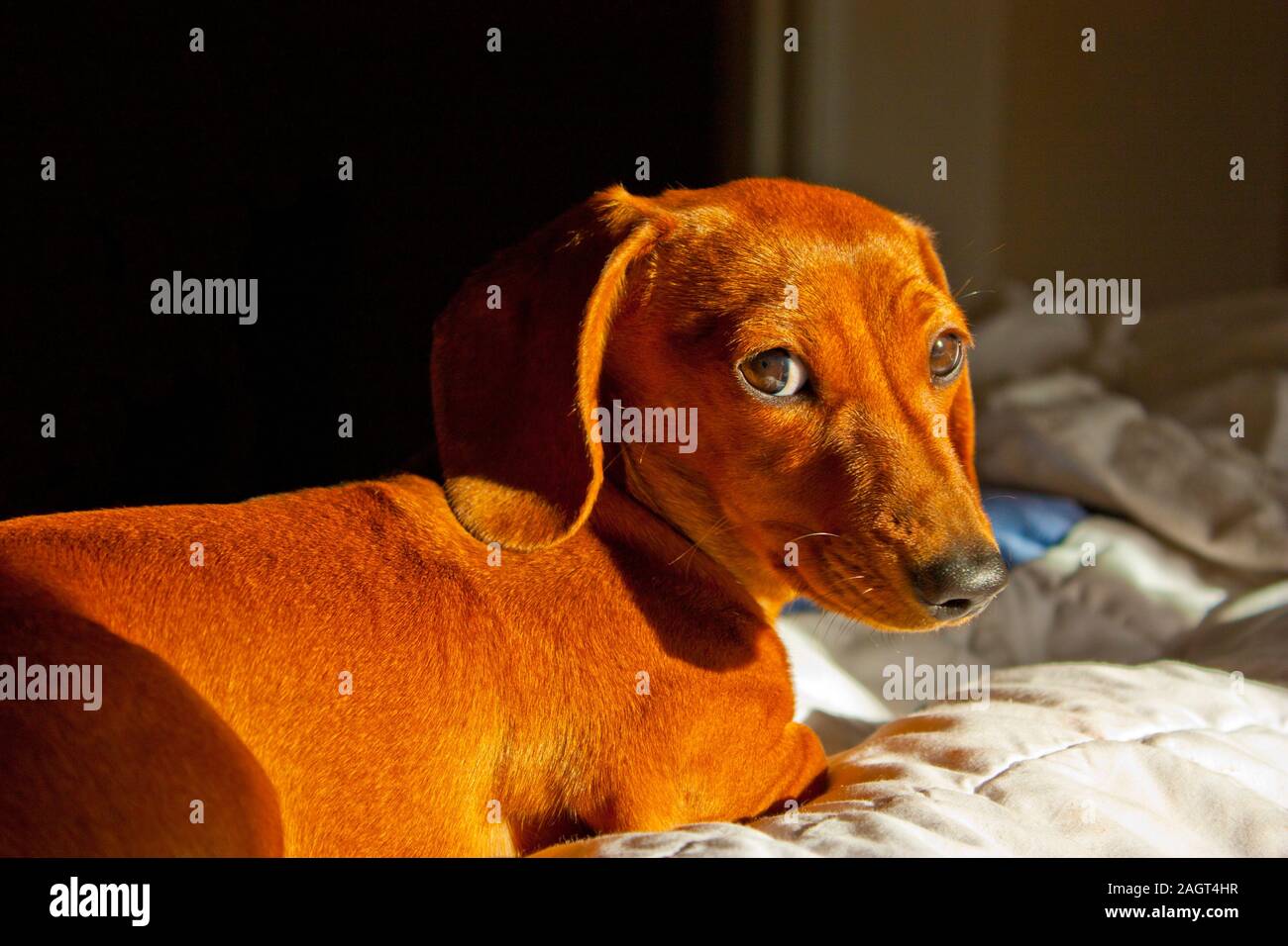 The wonderful breed of the Miniature Dachshund, dog Stock Photo - Alamy