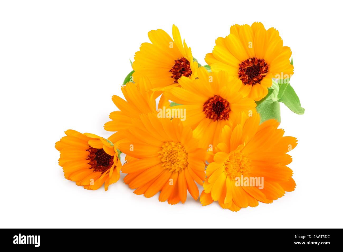 bouquet of orange Calendula flowers Isolated on white background Stock ...