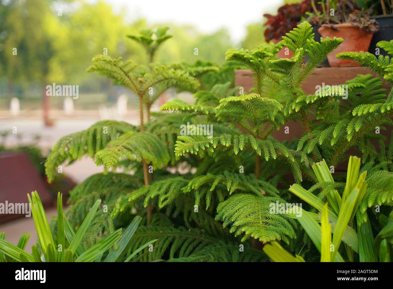 Beautiful flowers, plants and trees in a park Stock Photo - Alamy