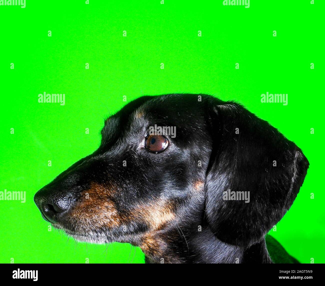 An old Miniature Dachshund portrait against a green screen background ...