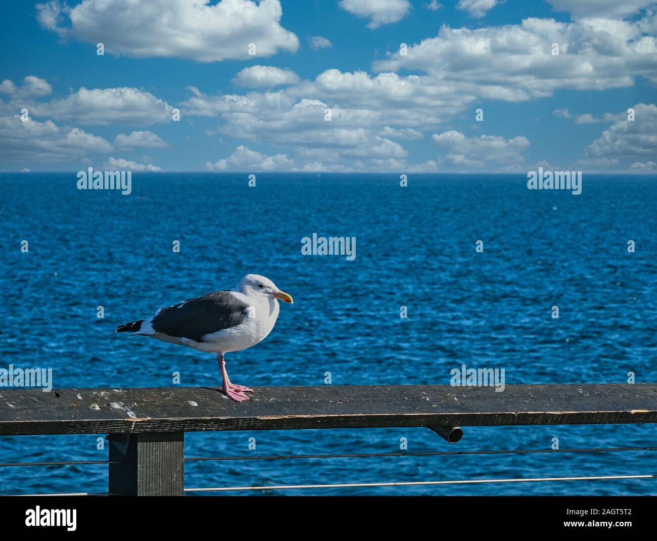 Seagull Over Blue Sea on Ship Railing Stock Photo - Alamy