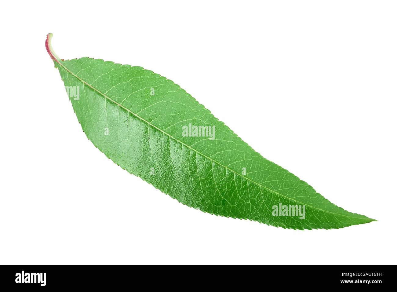 Peach leaf isolated on white background closeup Stock Photo - Alamy