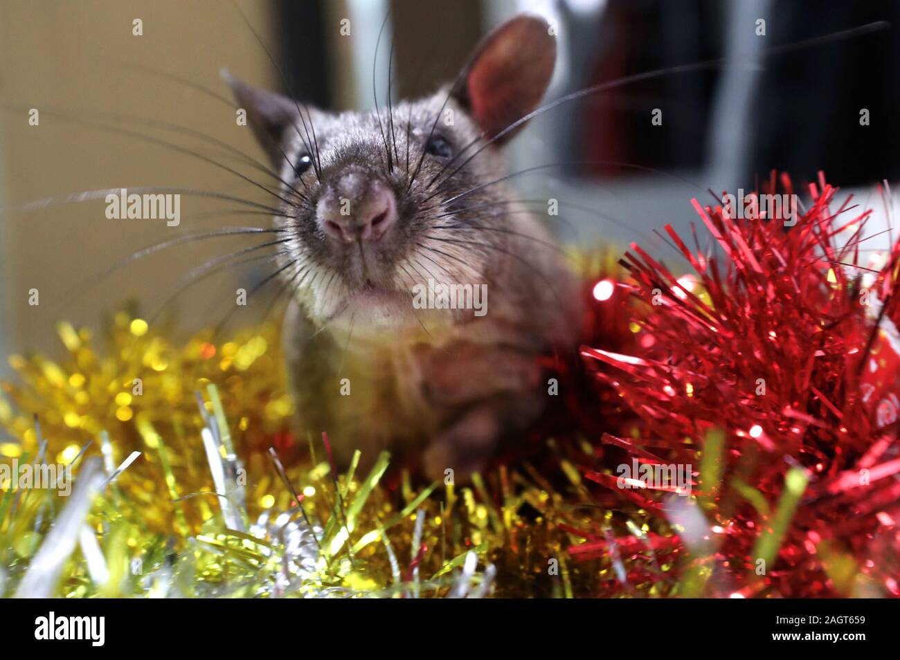 African Giant Pouched Rat High Resolution Stock Photography and Images ...