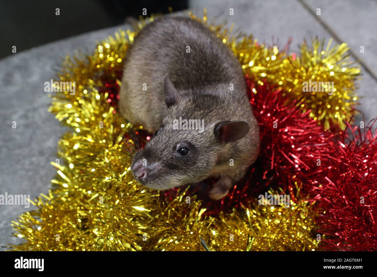 African Giant Pouched Rat High Resolution Stock Photography and Images ...