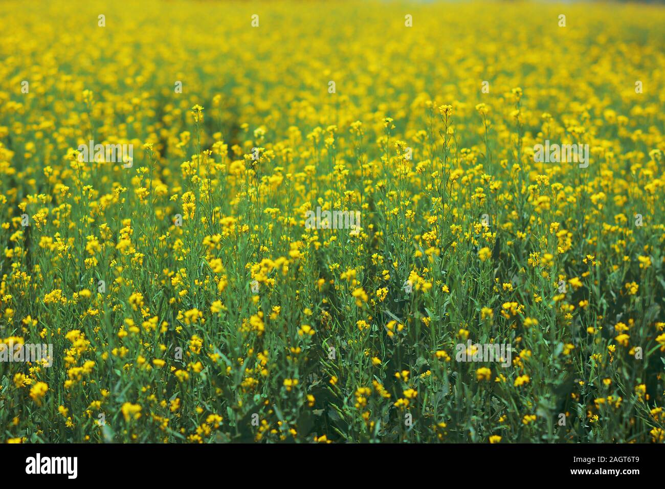 Mustard flower field is full blooming Stock Photo - Alamy
