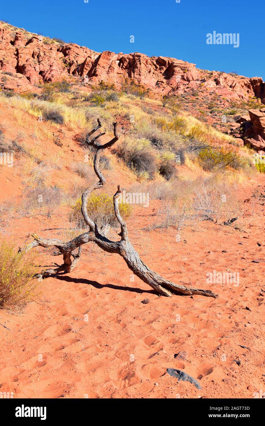 Red Cliffs National Conservation Area Wilderness and Snow Canyon State ...