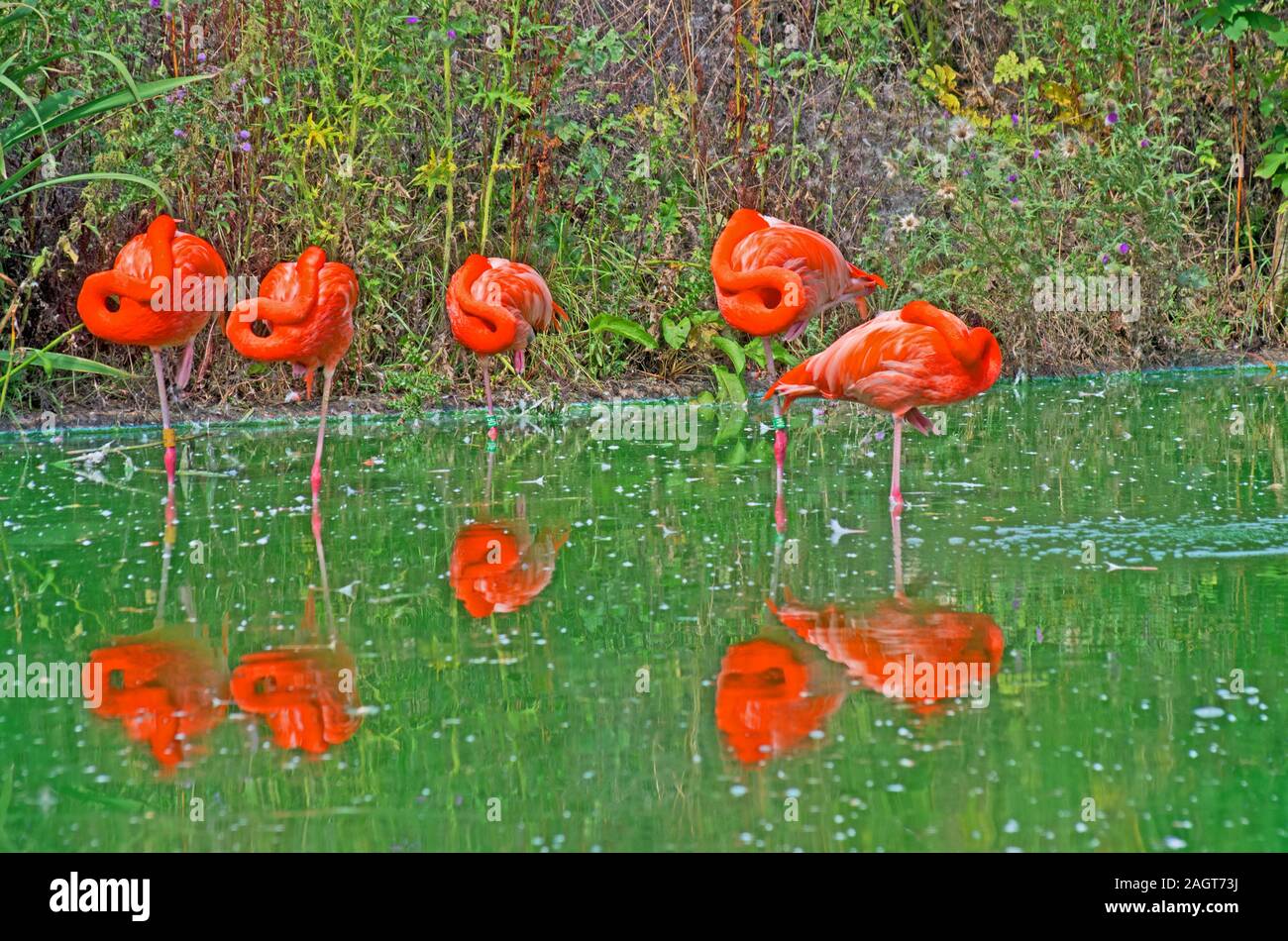 Rosy flamingo hi-res stock photography and images - Alamy