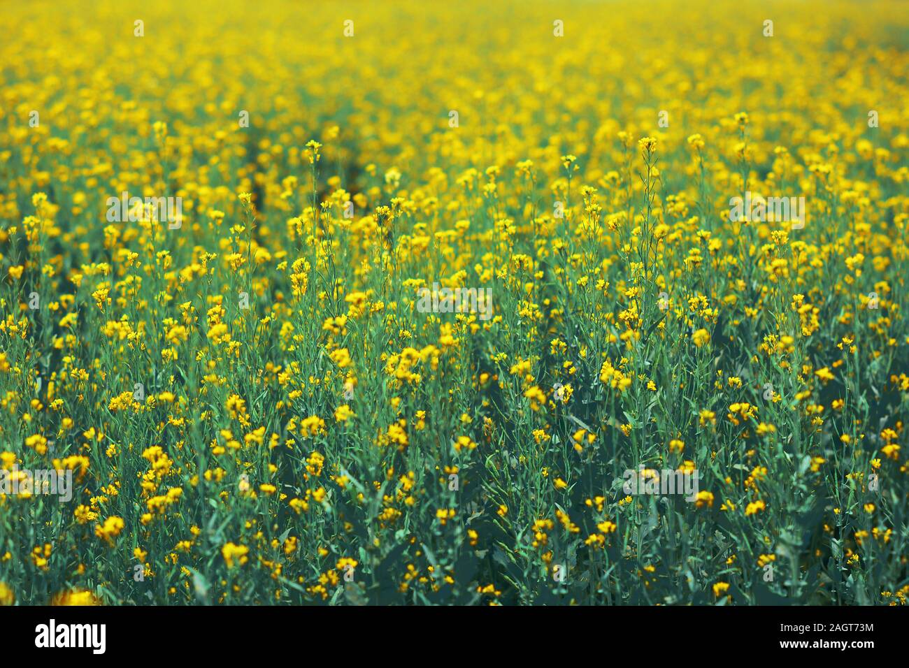 Mustard flower field is full blooming Stock Photo - Alamy