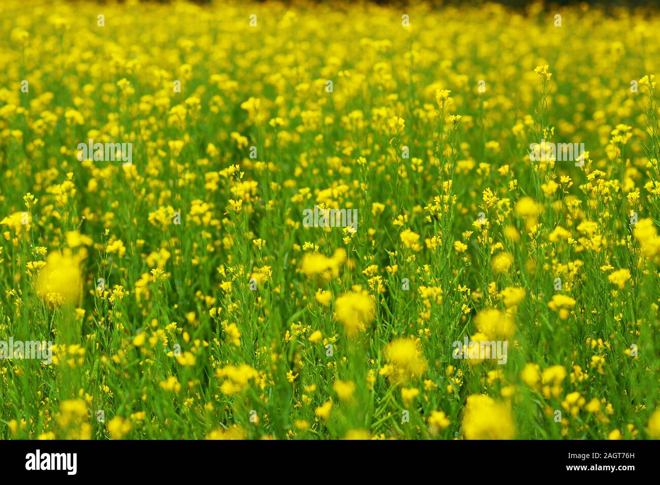 Mustard flower field is full blooming Stock Photo - Alamy