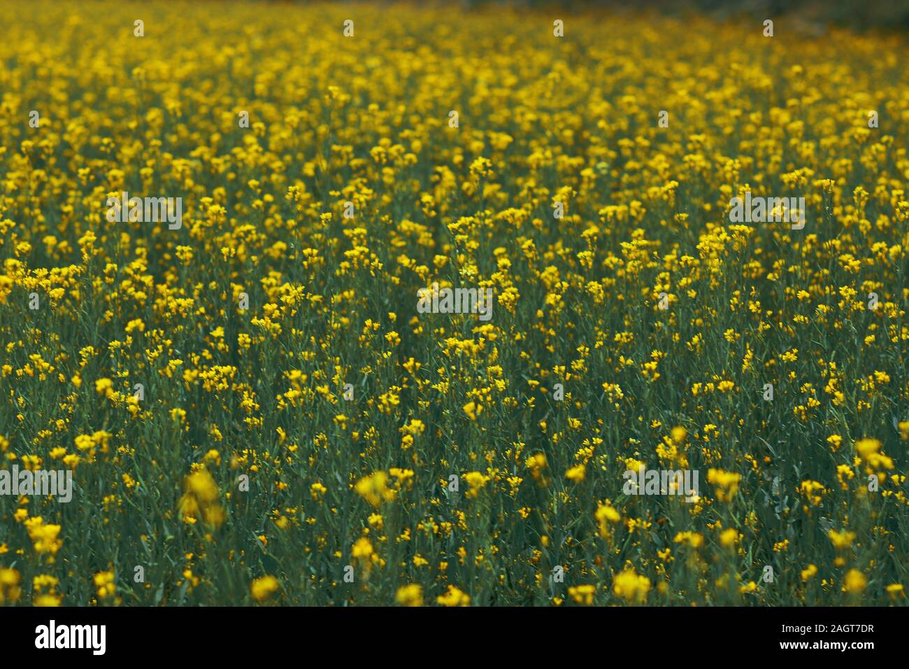 Mustard flower field is full blooming Stock Photo - Alamy