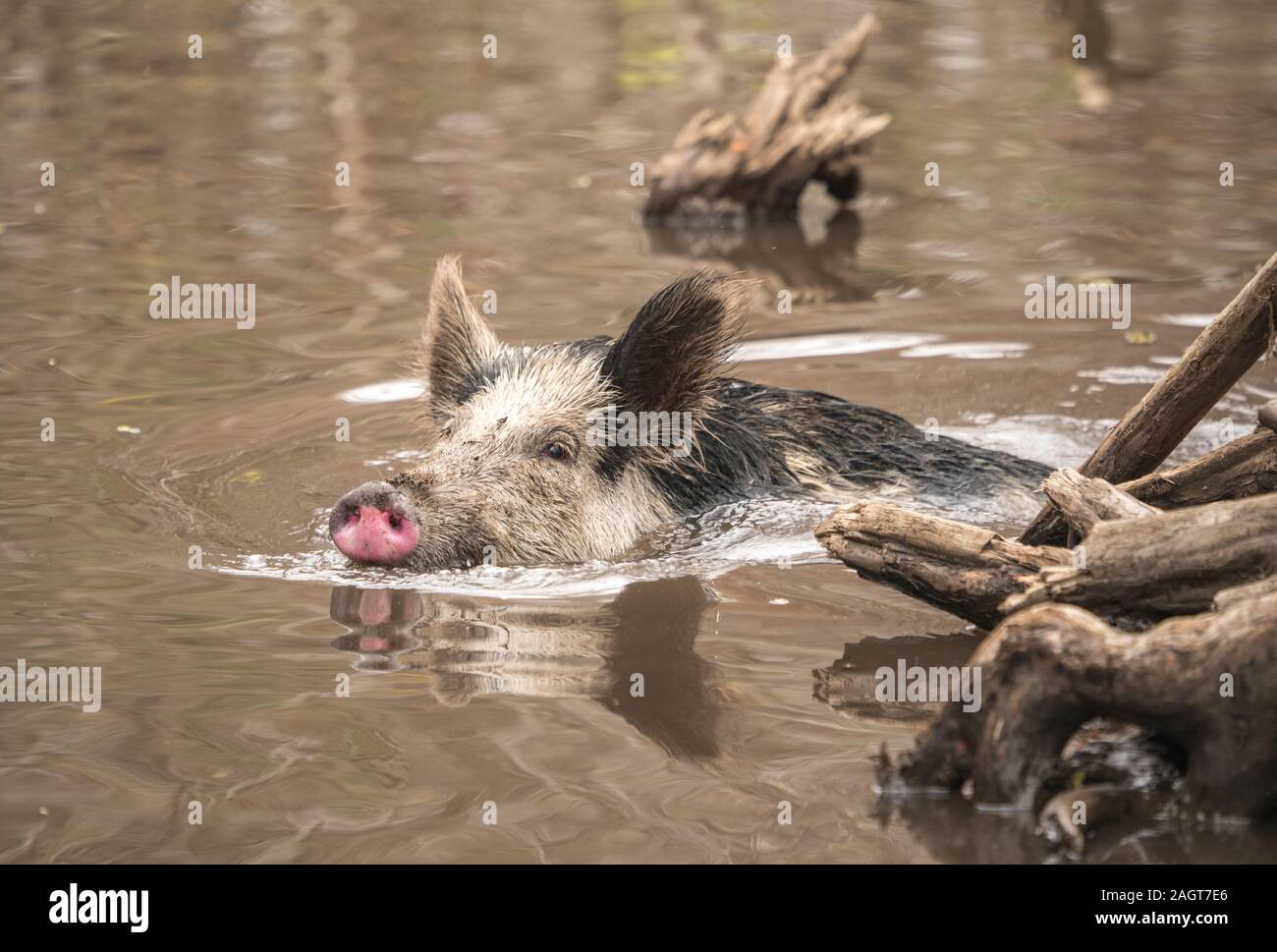A wild boar or feral pig in a Louisiana swamp Stock Photo - Alamy