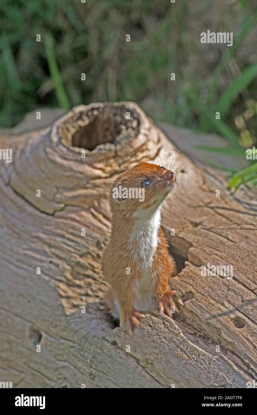 Weasel Hole High Resolution Stock Photography and Images - Alamy