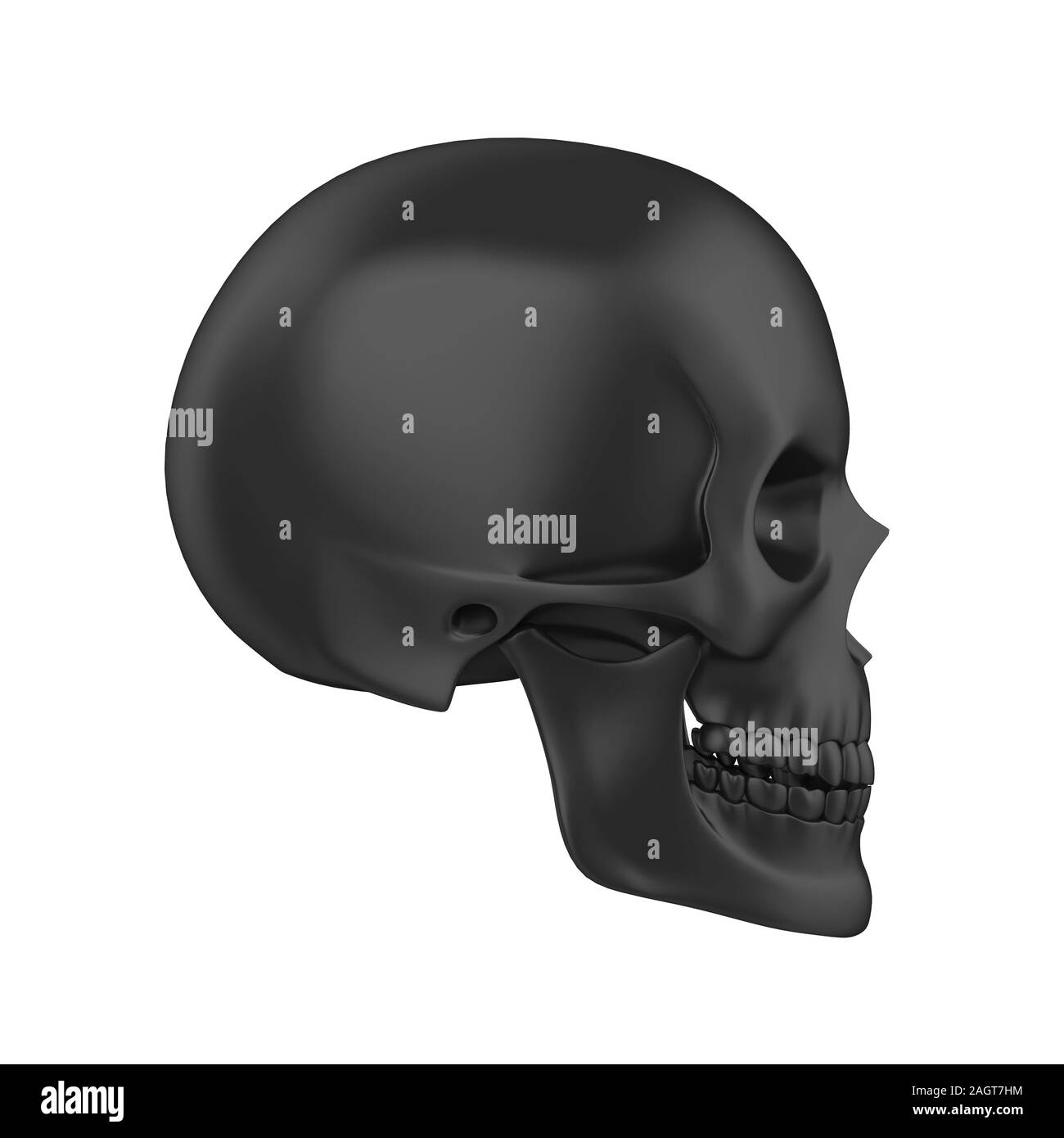 Human Skull Isolated Stock Photo - Alamy