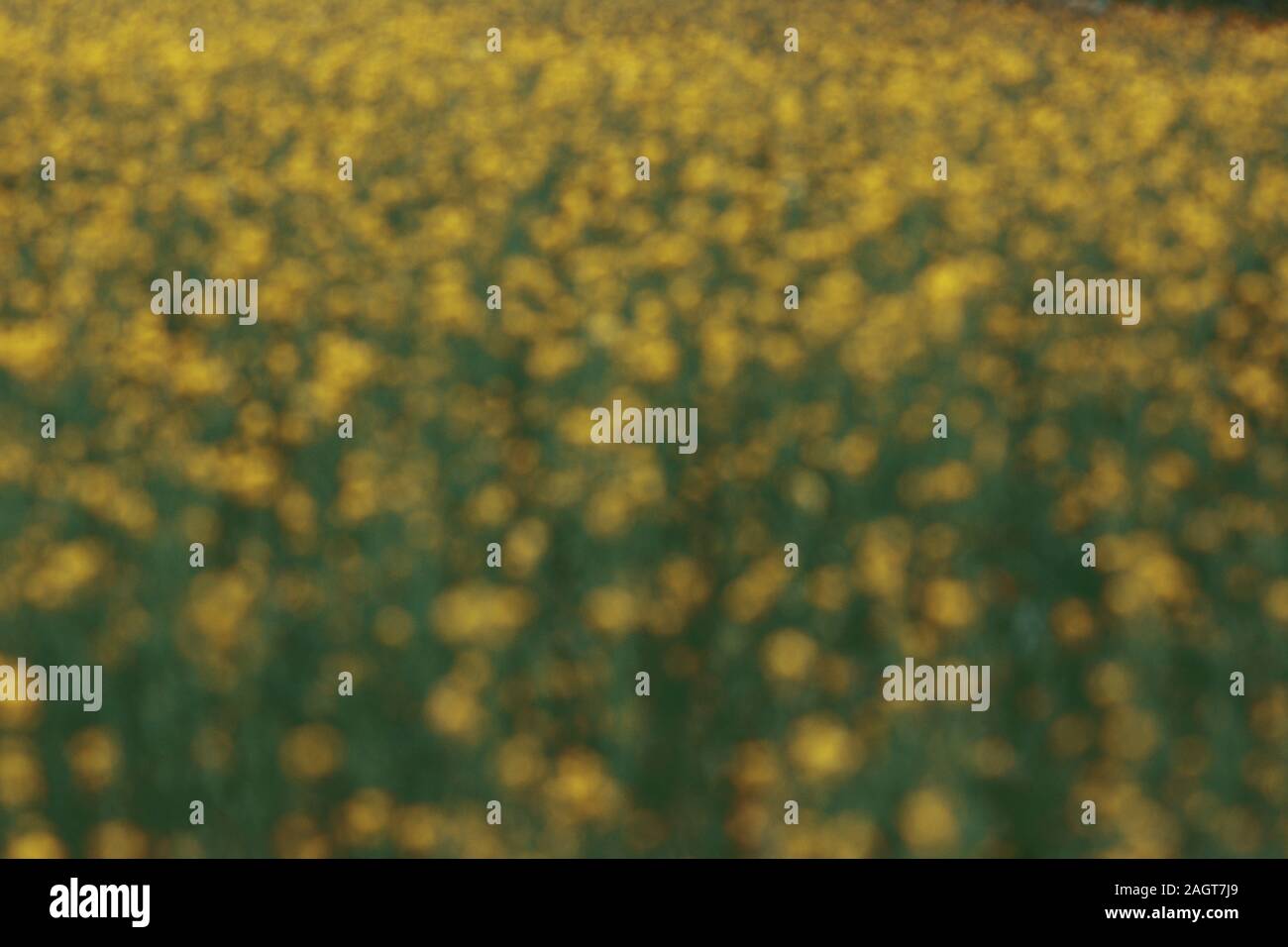 Mustard flower field is full blooming Stock Photo - Alamy