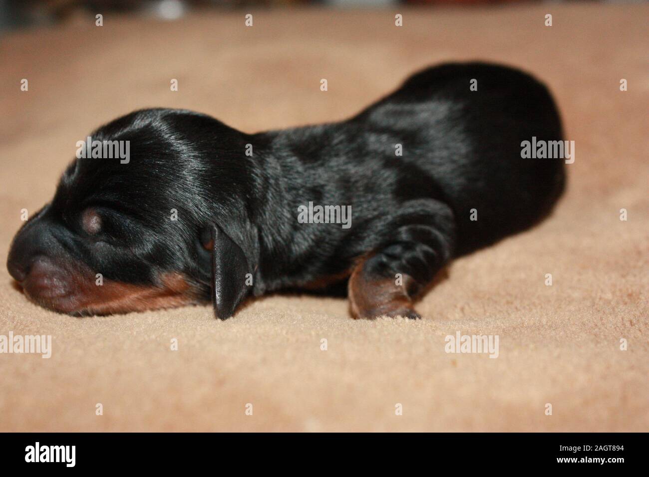One of the most enjoyable dog breeds, the Miniature Dachshund Stock ...