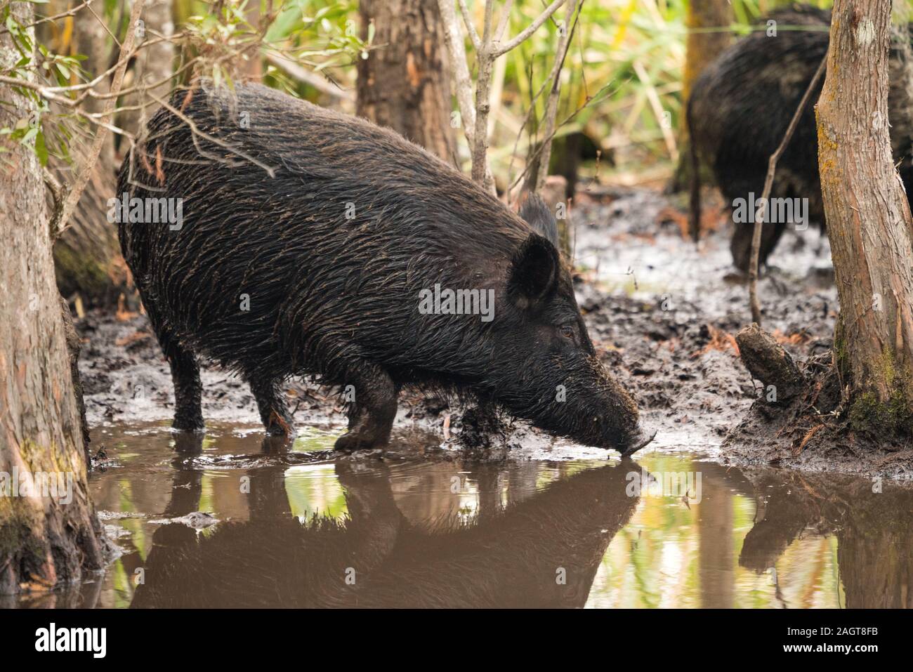 Feral swine hi-res stock photography and images - Alamy