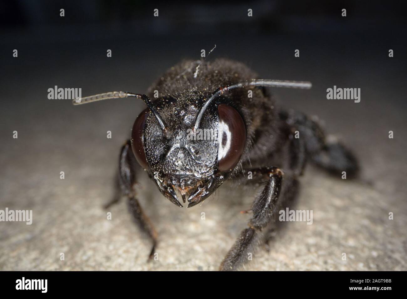 Angry giant hi-res stock photography and images - Alamy