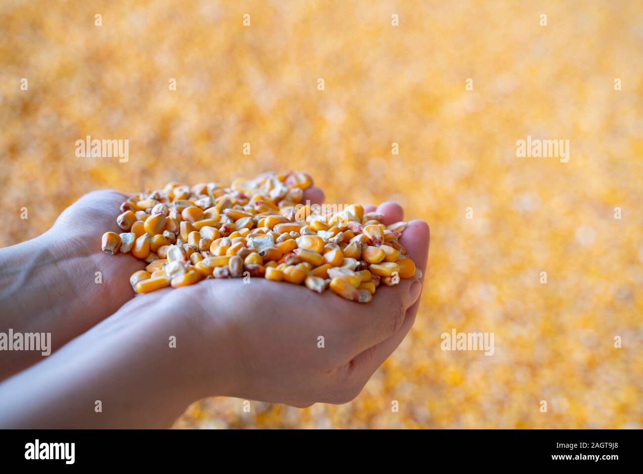 Woman hands with grain, on yellow corn background Stock Photo - Alamy