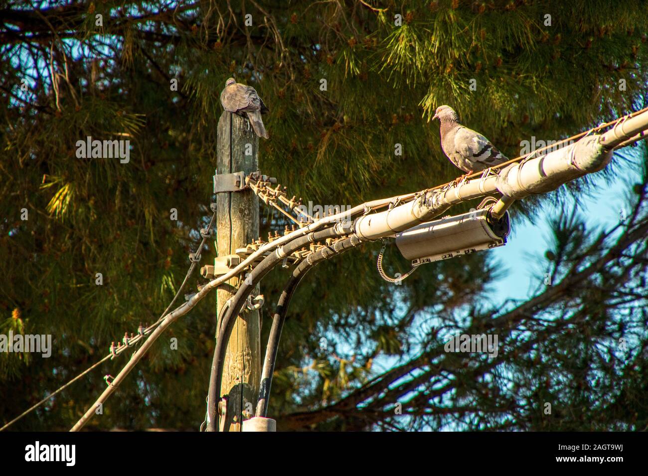 Two common birds hi-res stock photography and images - Alamy
