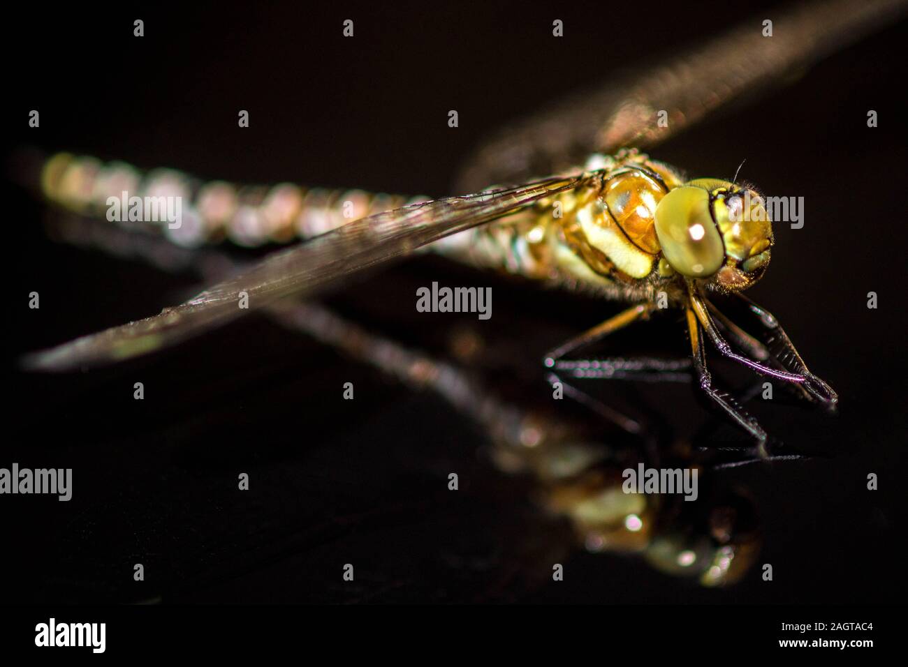 A macro photo of a large Dragonfly Stock Photo - Alamy
