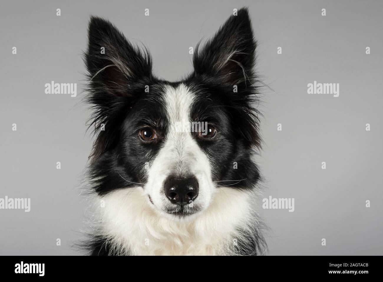 Border collie in straight hi-res stock photography and images - Alamy