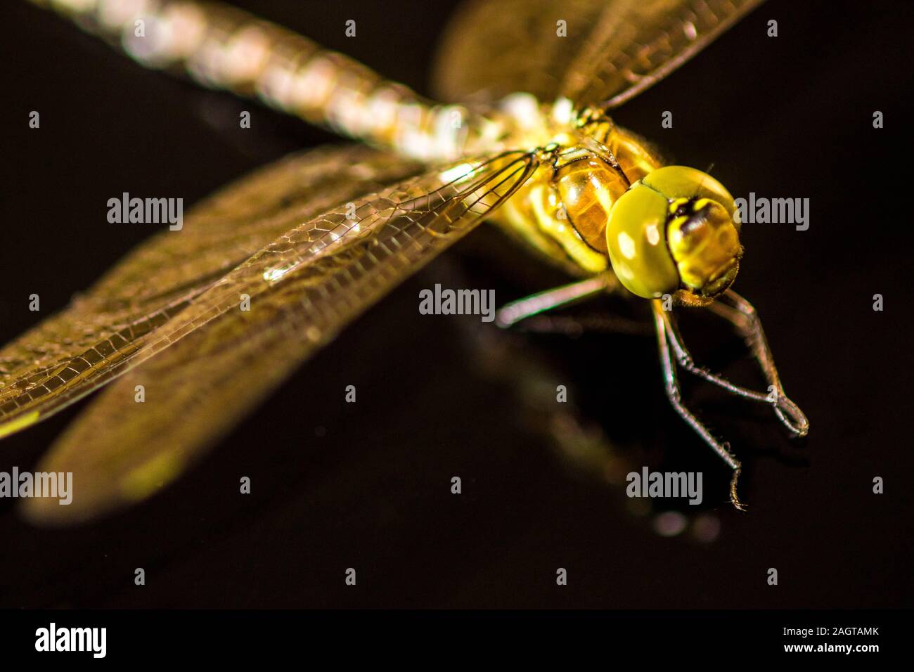 A macro photo of a large Dragonfly Stock Photo - Alamy