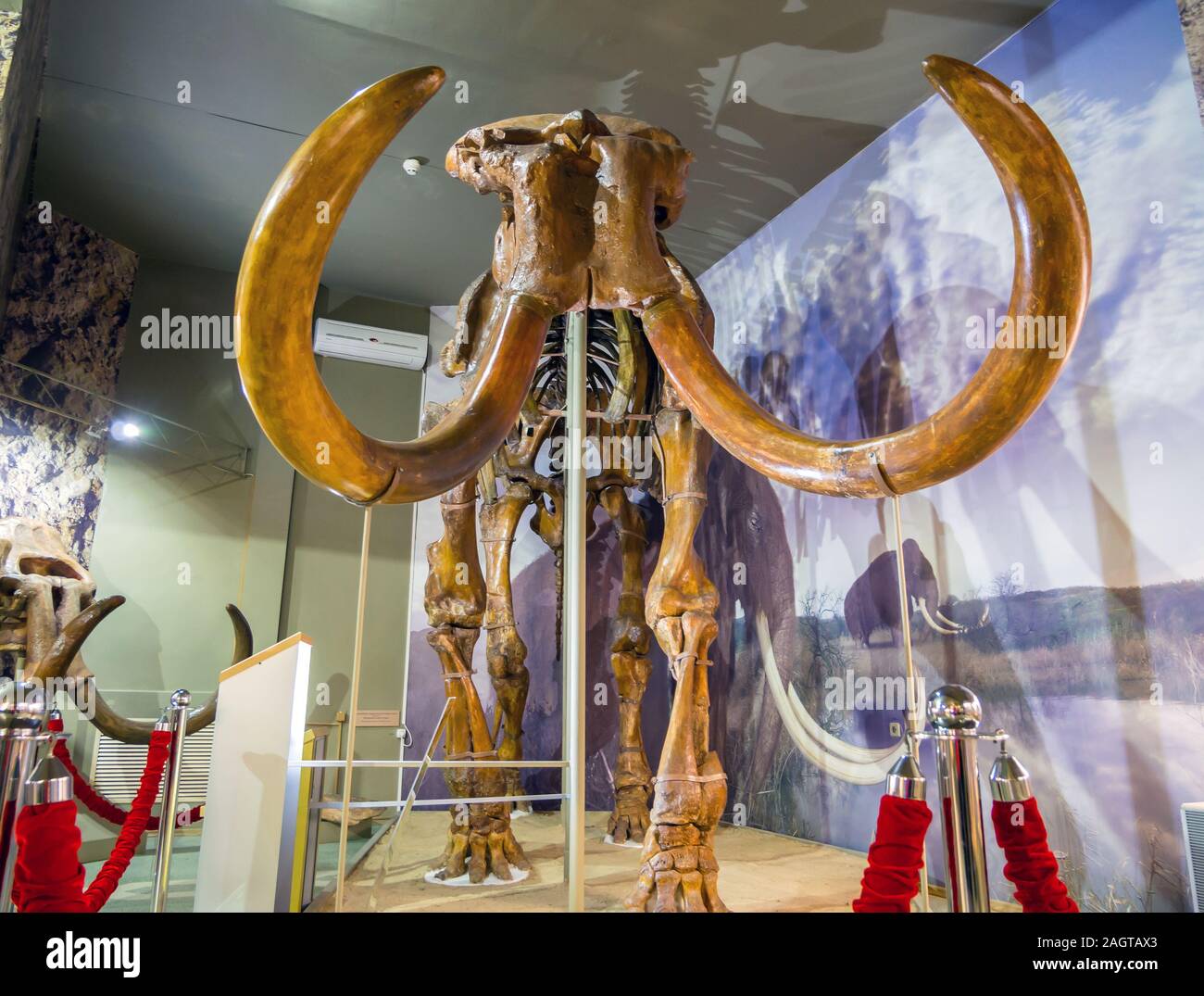 Mammuthus trogontherii hi-res stock photography and images - Alamy