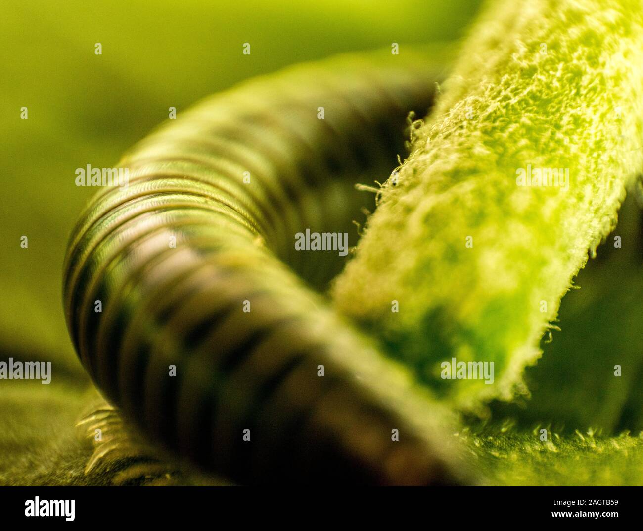 A closeup of a millipede insect with it's amazing armored body and lots ...