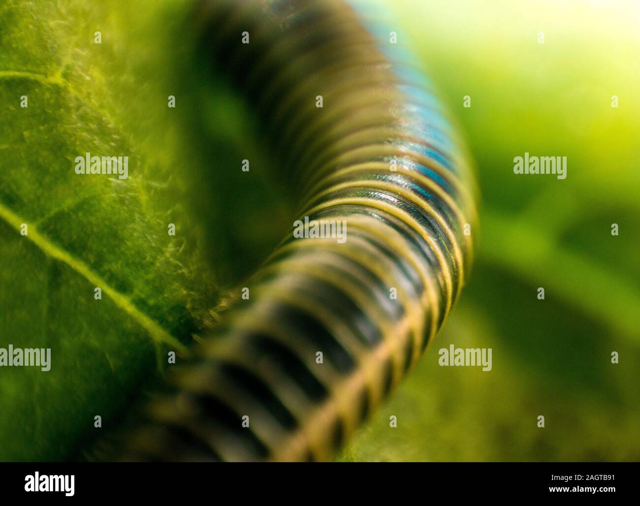 Armored centipede hi-res stock photography and images - Alamy