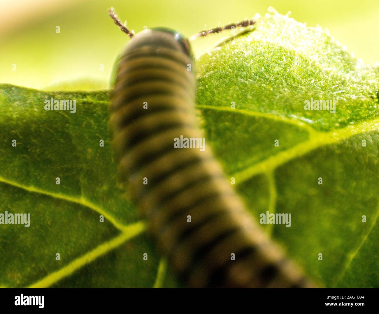 Armored millipede hi-res stock photography and images - Alamy