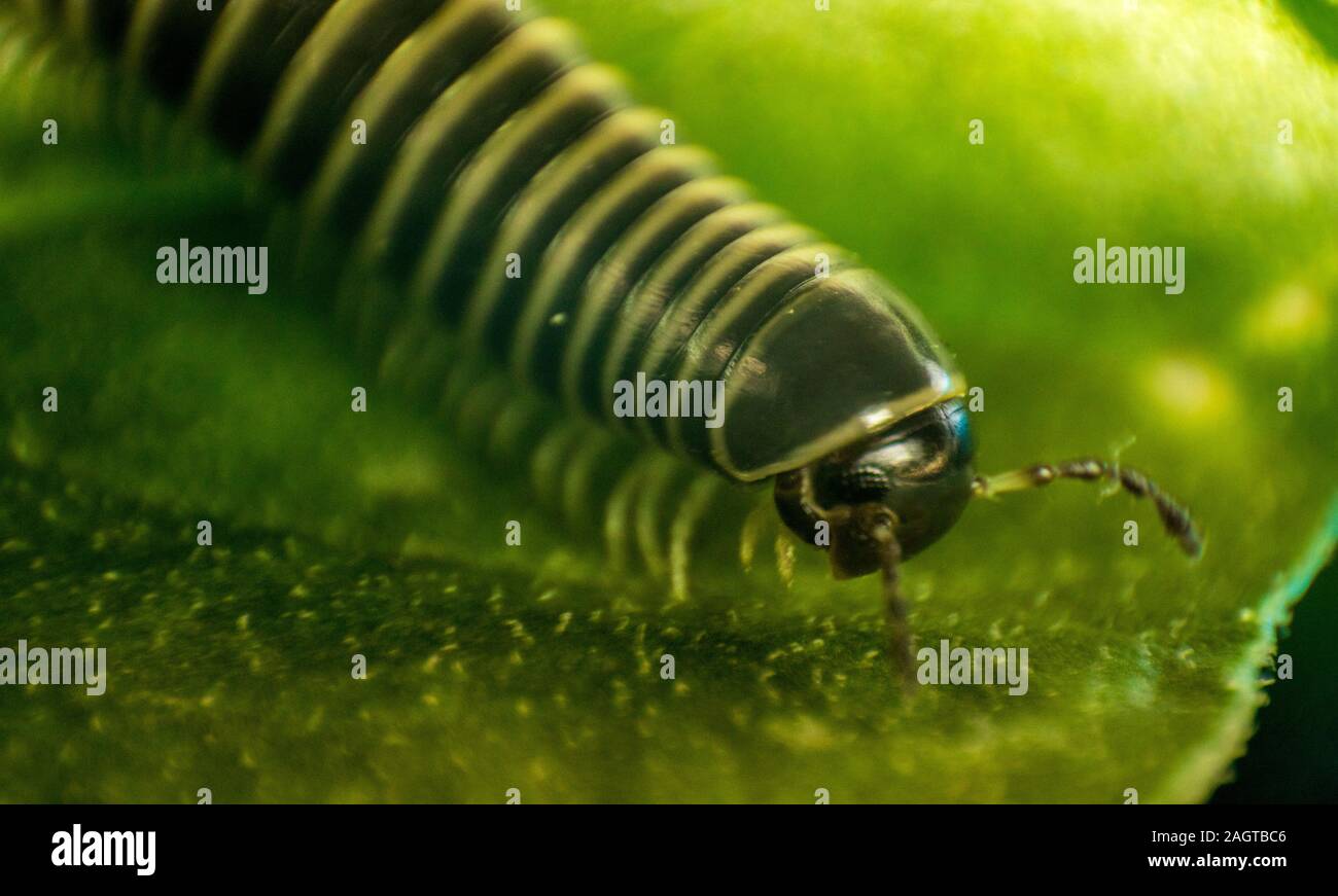 A closeup of a millipede insect with it's amazing armored body and lots ...