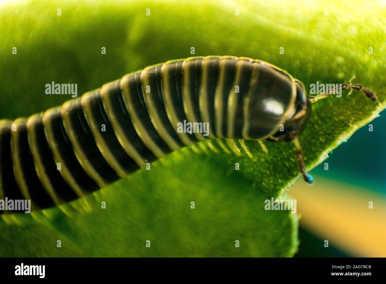 Armored centipede hi-res stock photography and images - Alamy