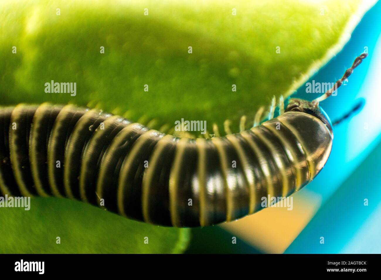 Armored centipede hi-res stock photography and images - Alamy