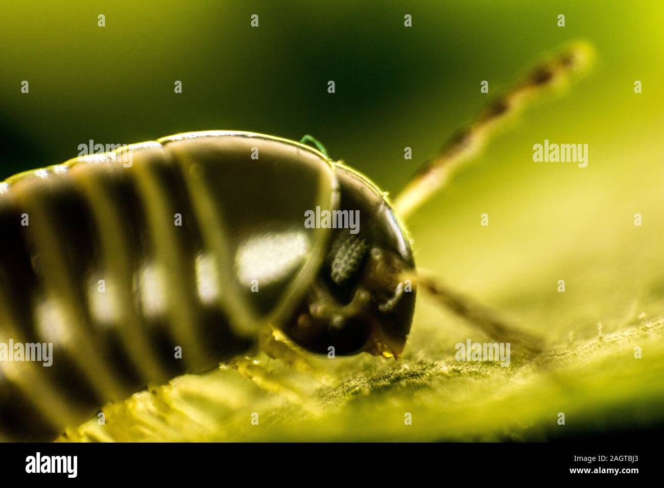 A closeup of a millipede insect with it's amazing armored body and lots ...