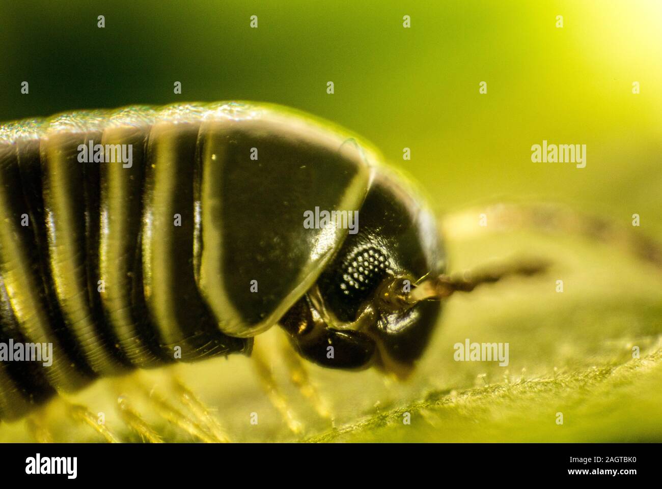 A closeup of a millipede insect with it's amazing armored body and lots ...
