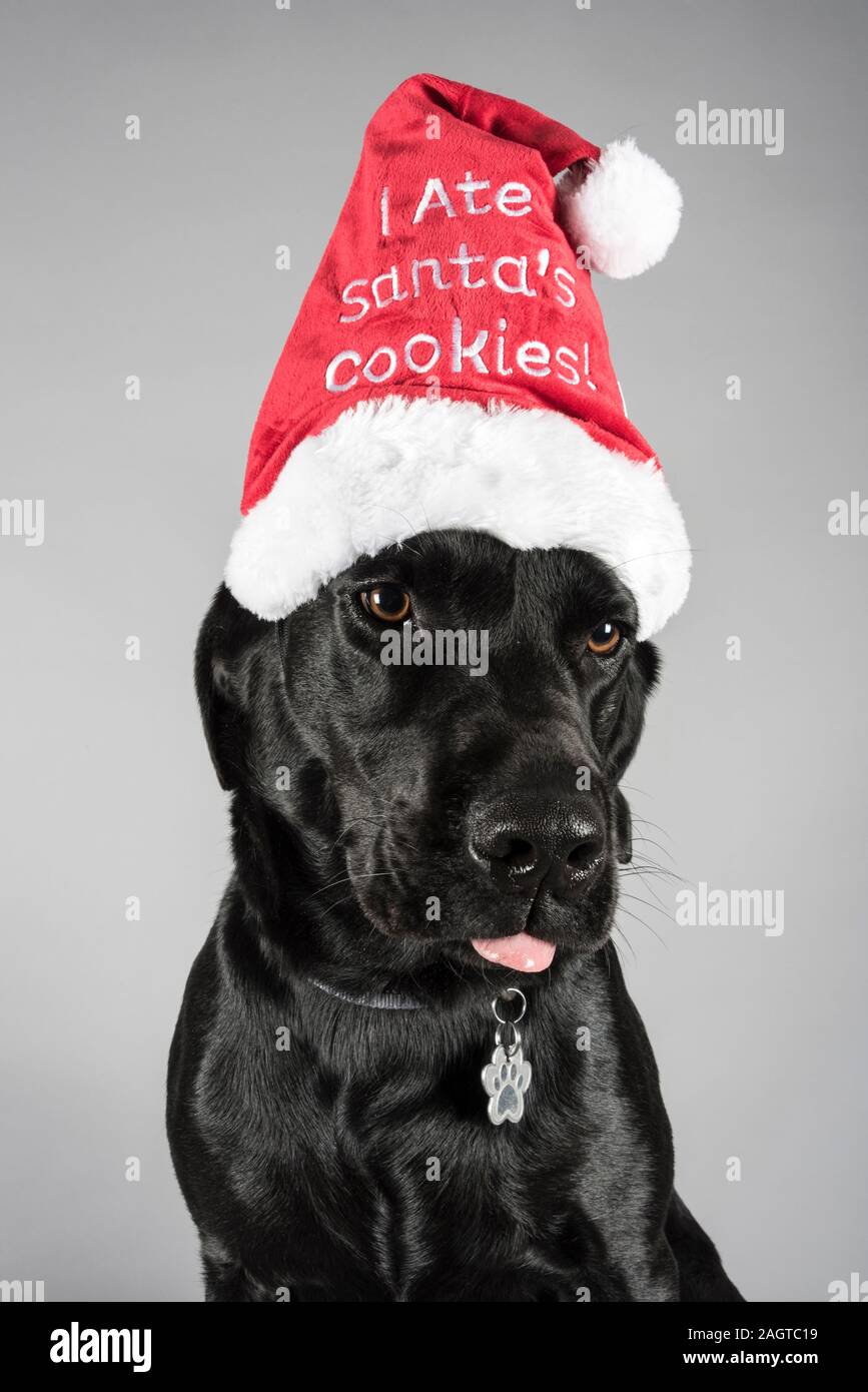 Black lab wearing hat hi-res stock photography and images - Alamy