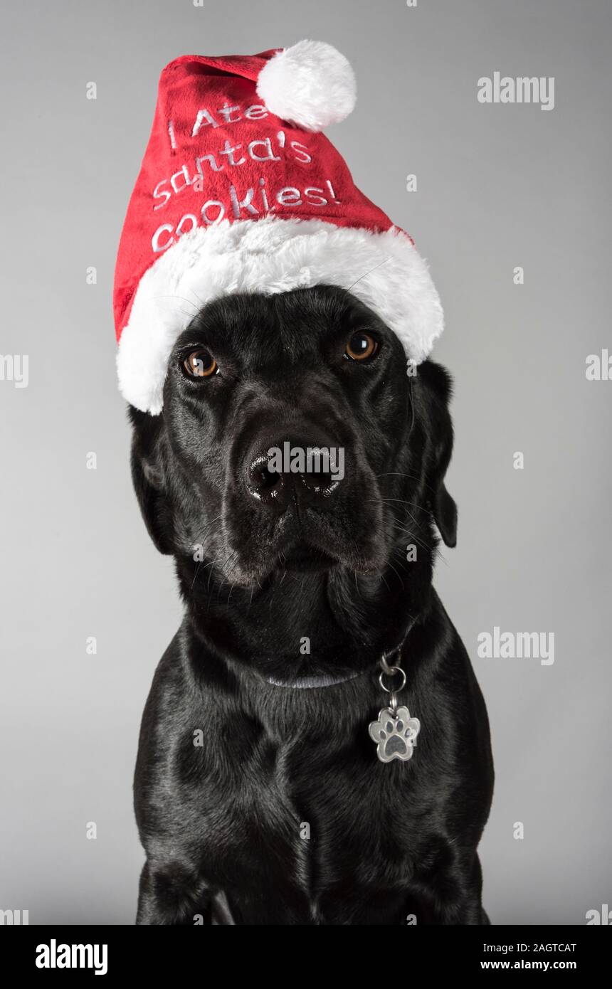Black lab wearing hat hi-res stock photography and images - Alamy