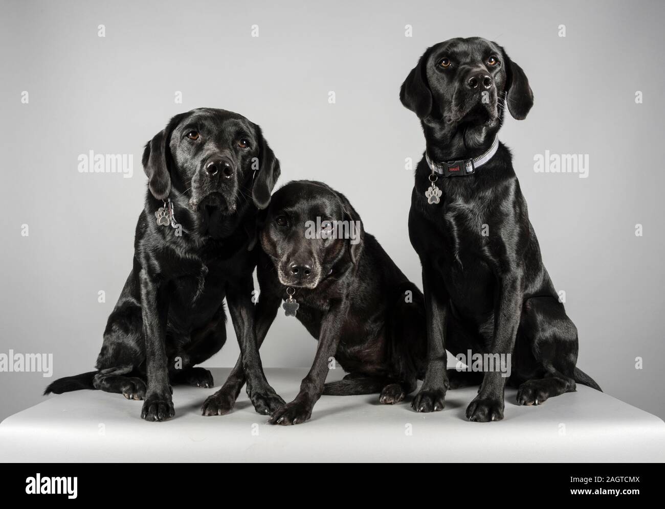 Labrador Retriever Negro