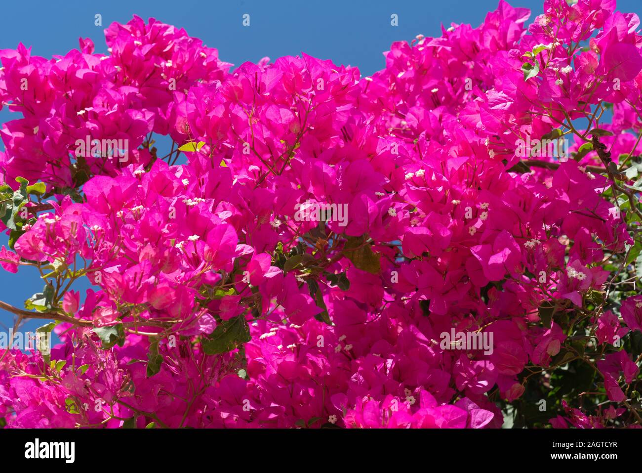 Bright pink bougainvillea flowers and vine with white centers Stock ...