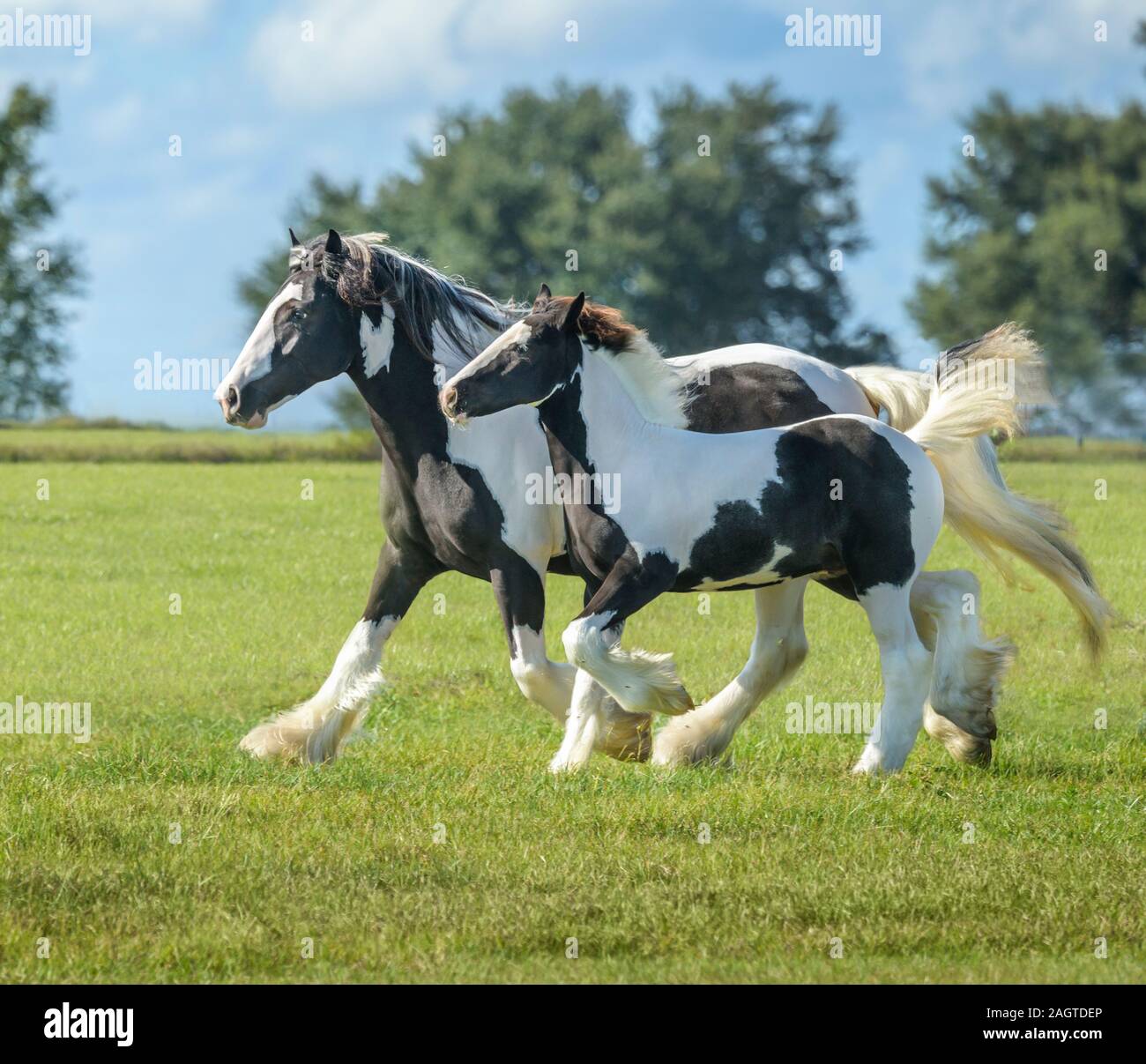 Gypsy Vanner Horse mare and foal run in green grass pasture Stock Photo ...