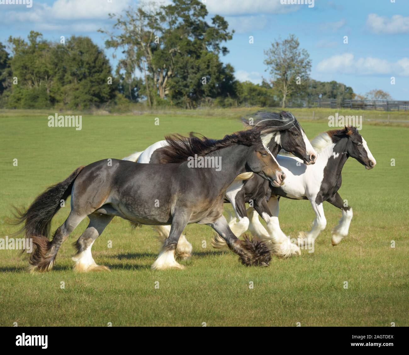 Gypsy Vanner Horse mares and foals run in open pasture Stock Photo - Alamy