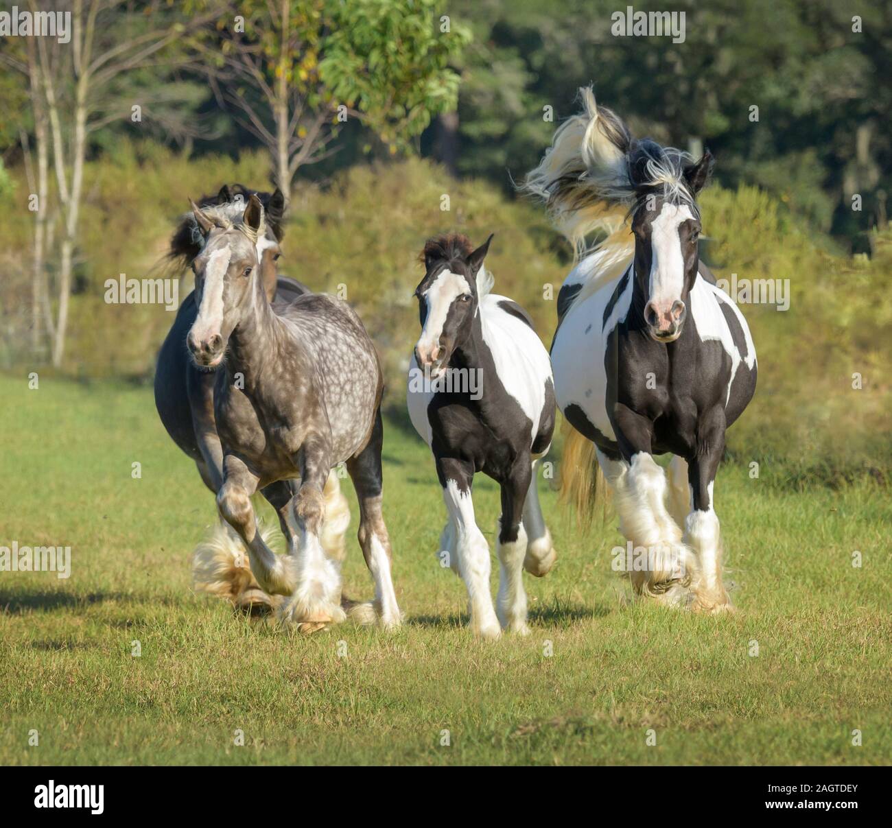 Herd gypsy vanner horse mares hi-res stock photography and images - Alamy