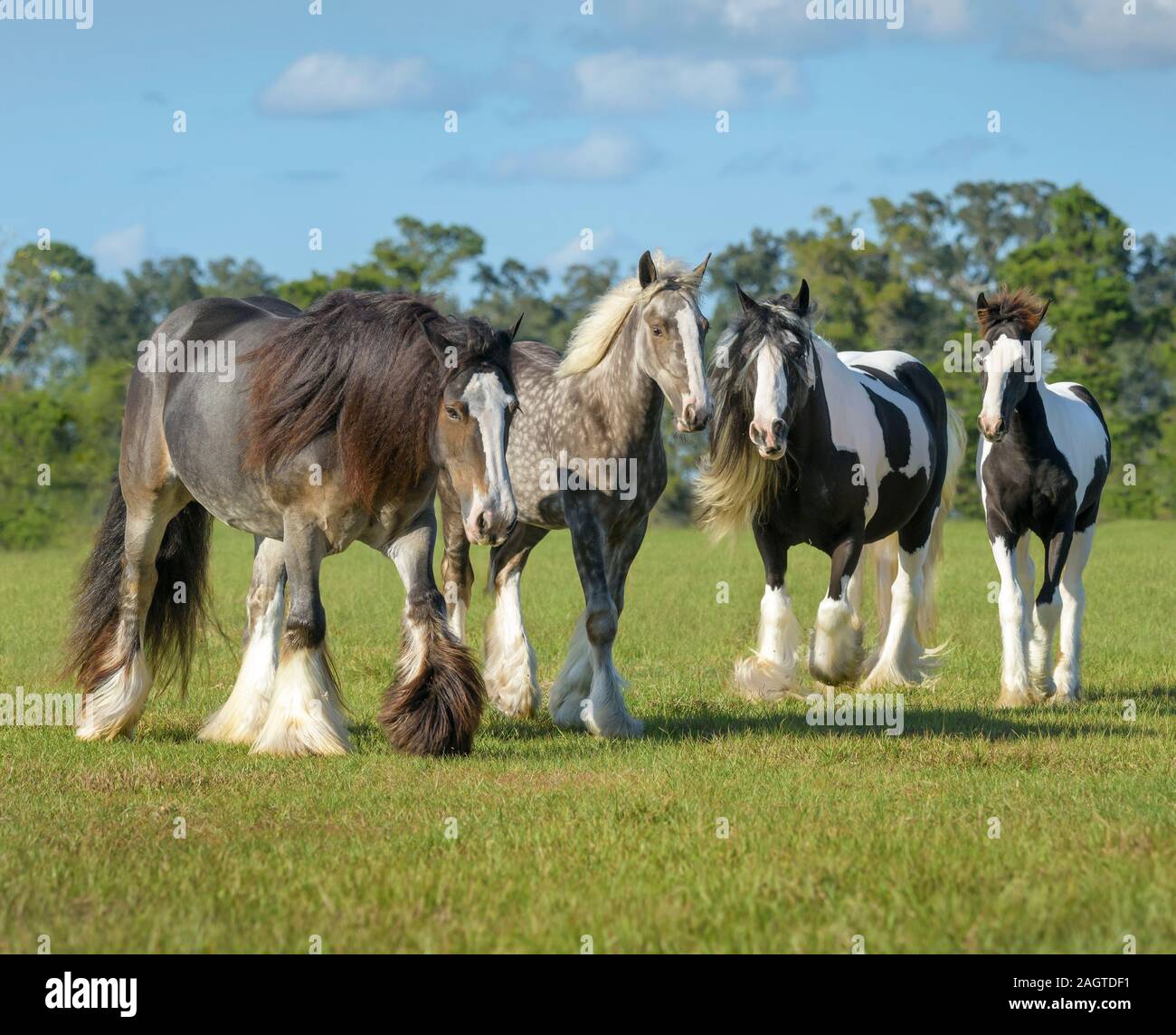 Gypsy vanner horse mares and foals run Stock Photo - Alamy