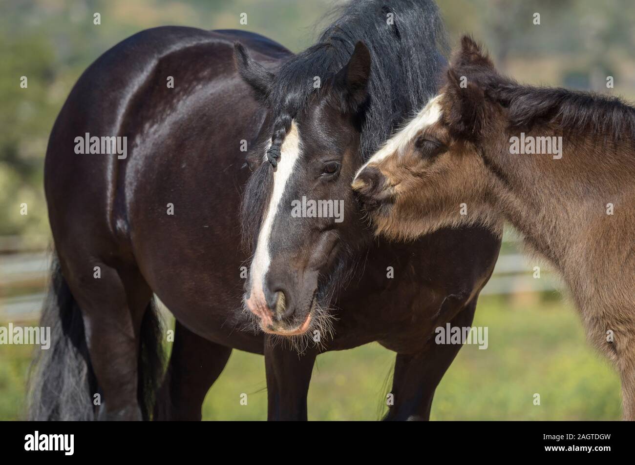 Gypsy Vanner Horse foal nibbles on mares face Stock Photo - Alamy