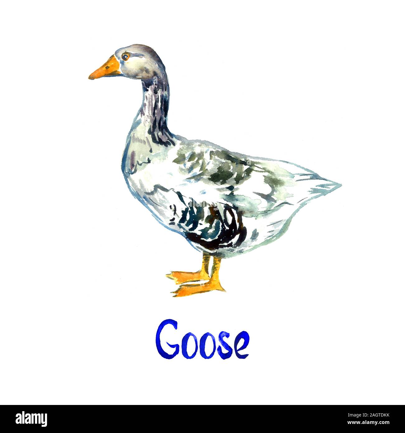 Gray goose, hand painted isolated watercolor illustration design ...