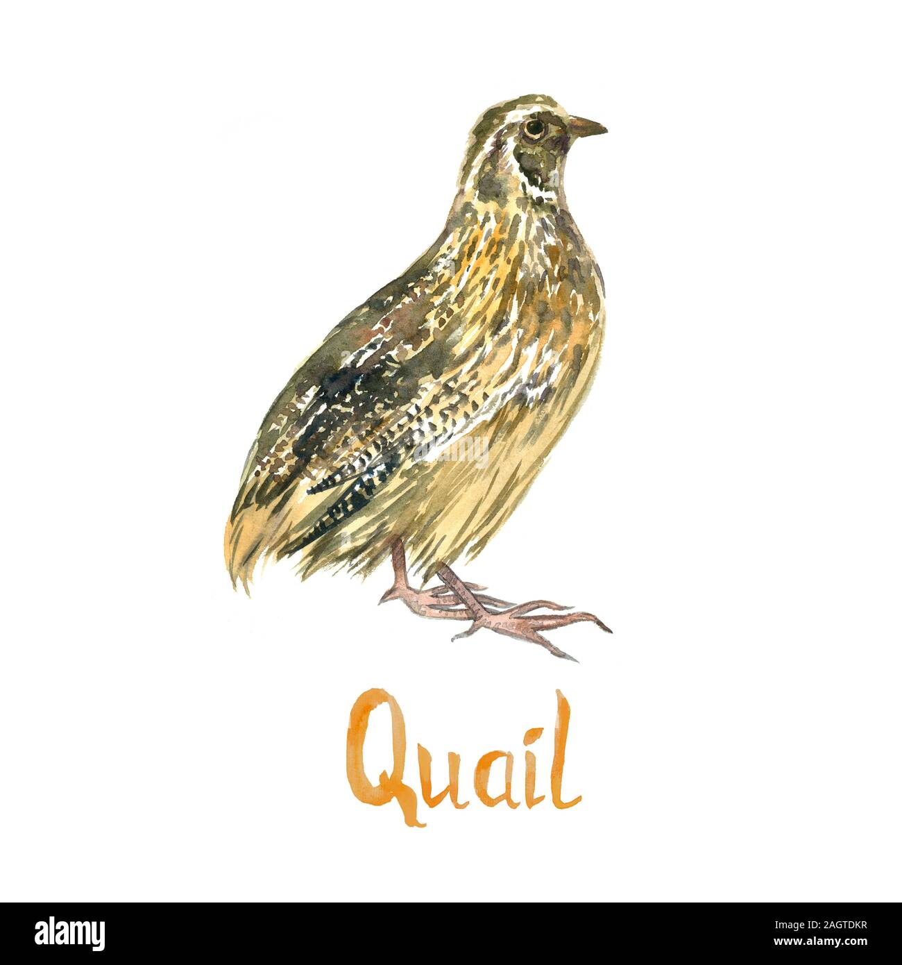 Quail, hand painted isolated watercolor illustration design element for ...