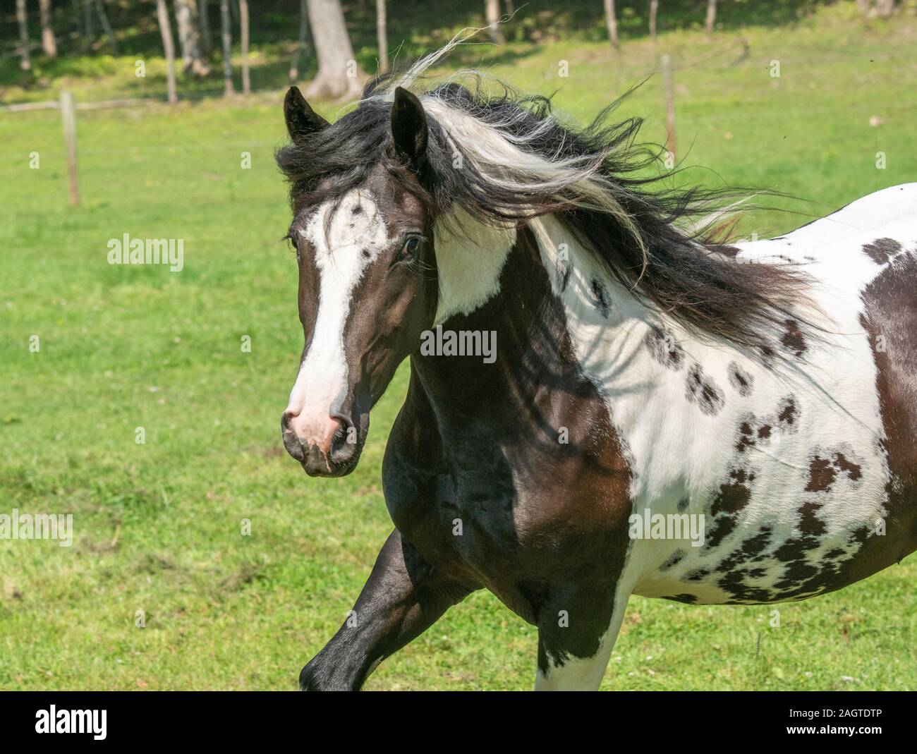 Gypsy Head High Resolution Stock Photography and Images - Alamy