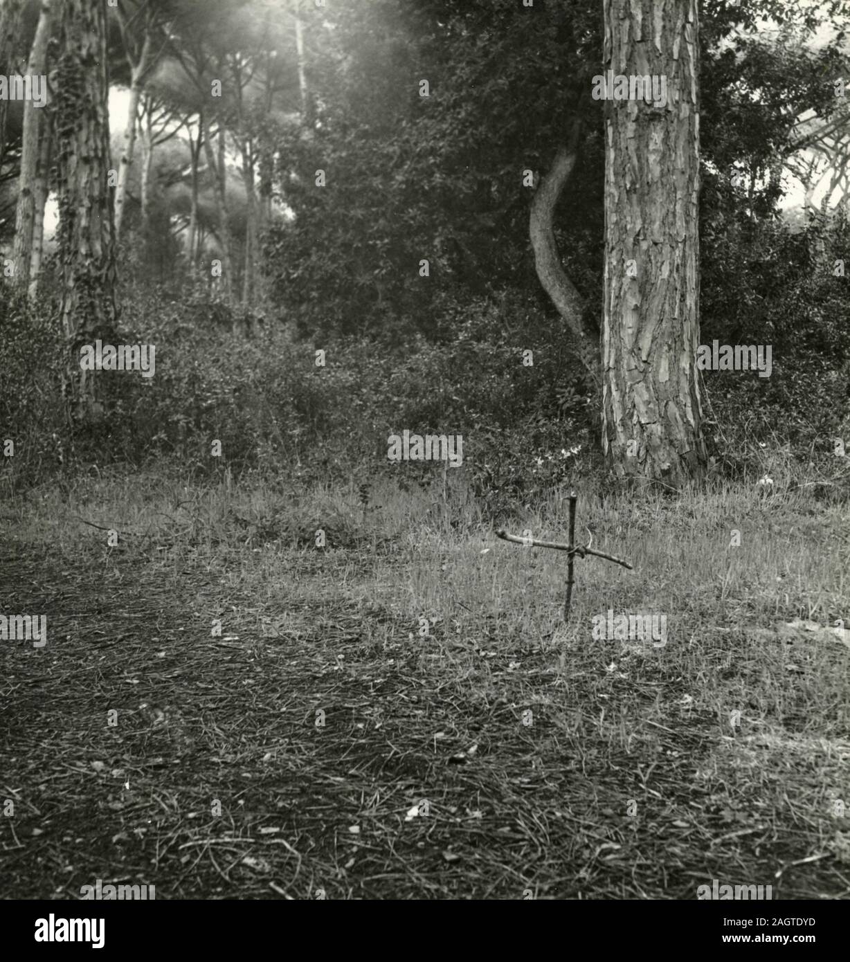 The point in the pine forest where Italian Army officer, aviator, and ...